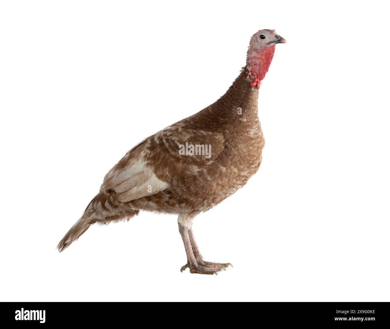 brown female turkey isolated on white background Stock Photo - Alamy