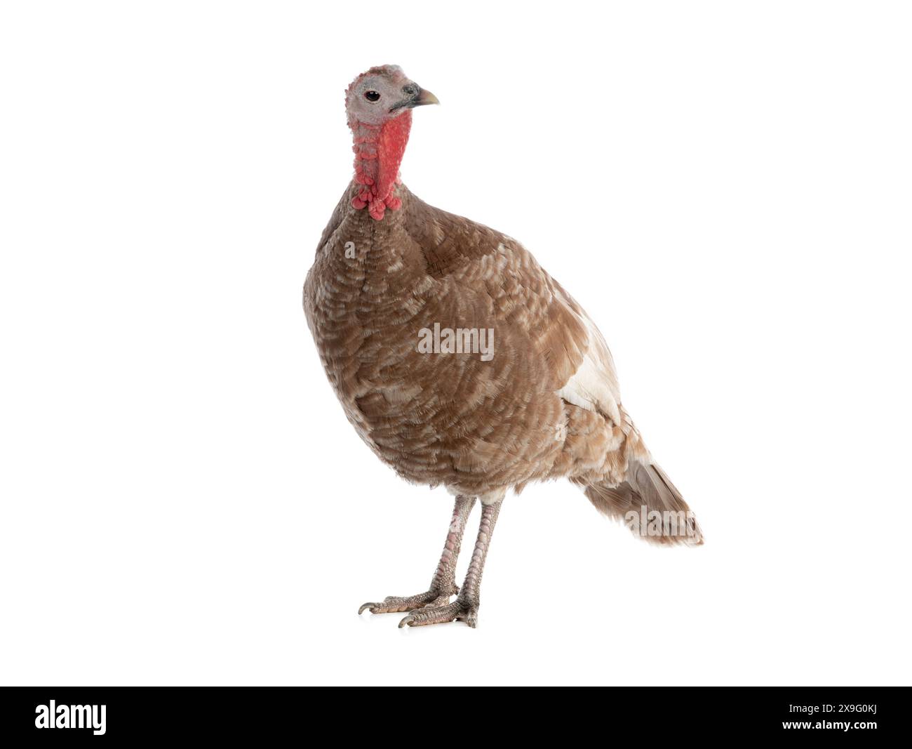 brown female turkey isolated on white background Stock Photo - Alamy