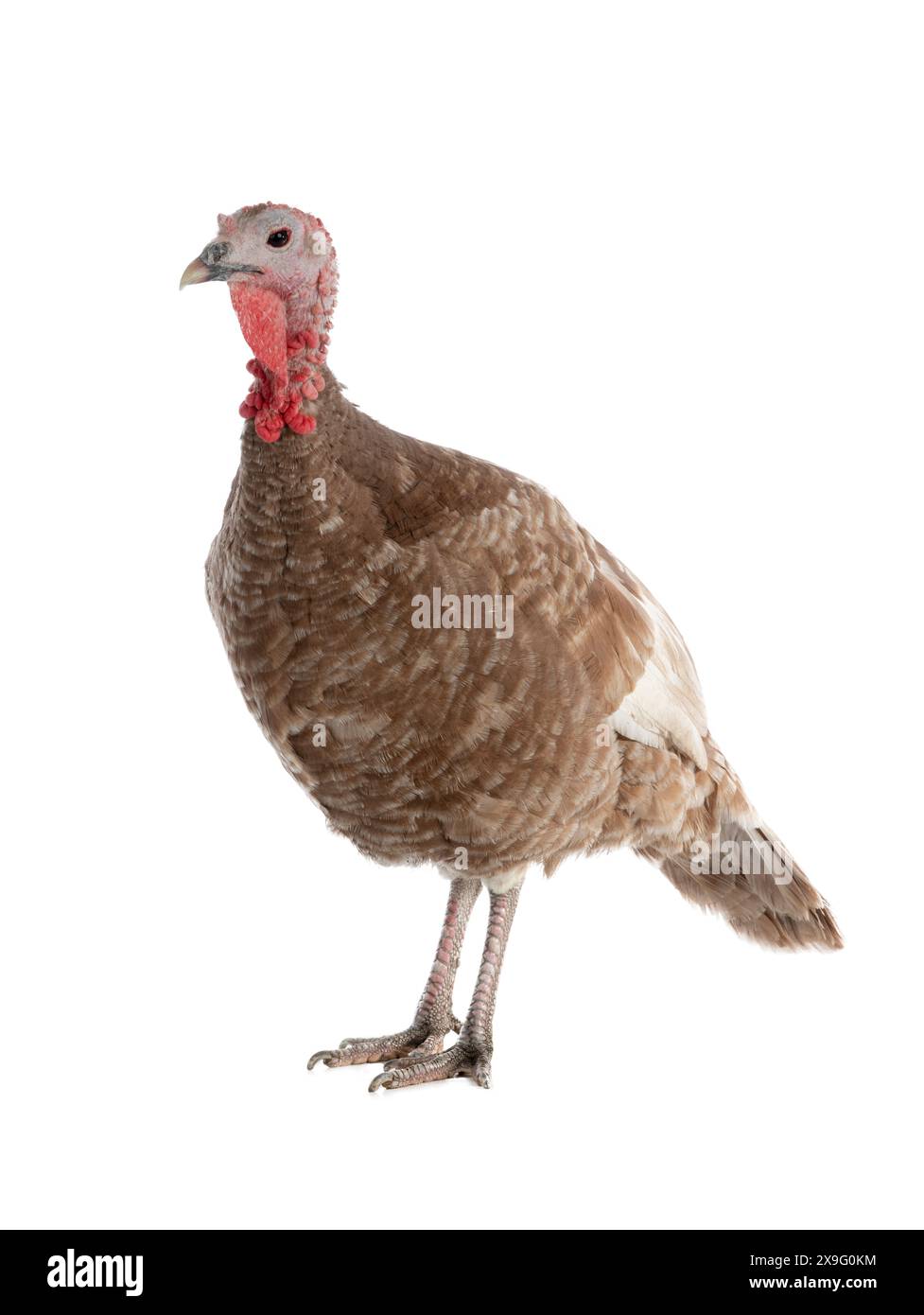 brown female turkey isolated on white background Stock Photo - Alamy