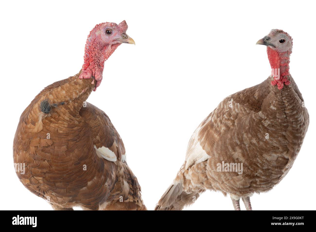 portrait bourbon red turkey isolated on white background Stock Photo ...