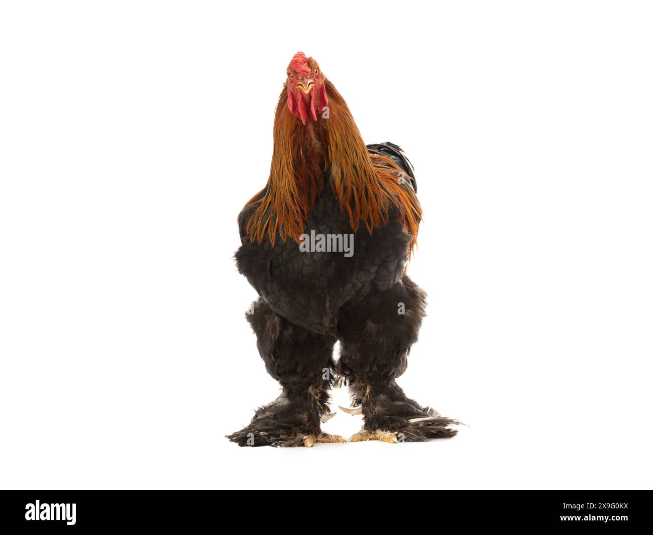 Rooster on the head Cut Out Stock Images & Pictures - Alamy