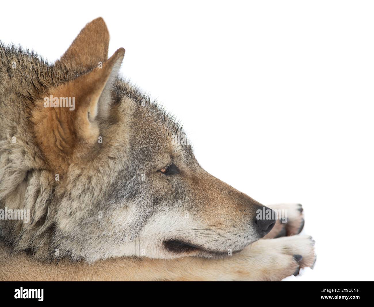 wolf profile portrait isolated on white background Stock Photo - Alamy