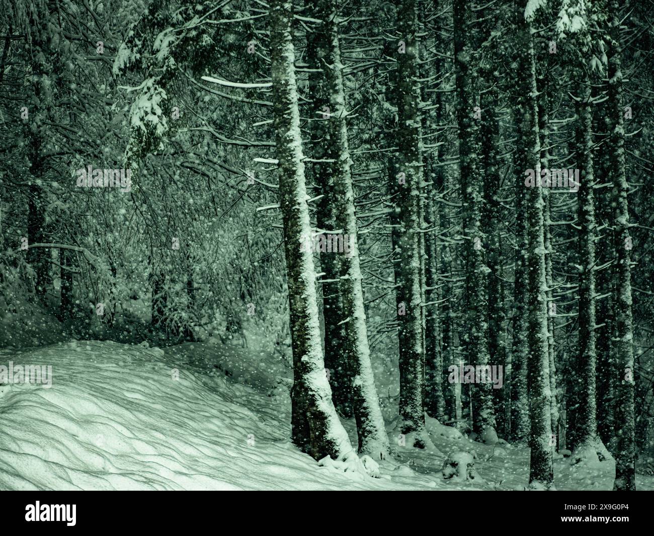 big snowfall in a snowy forest Stock Photo - Alamy