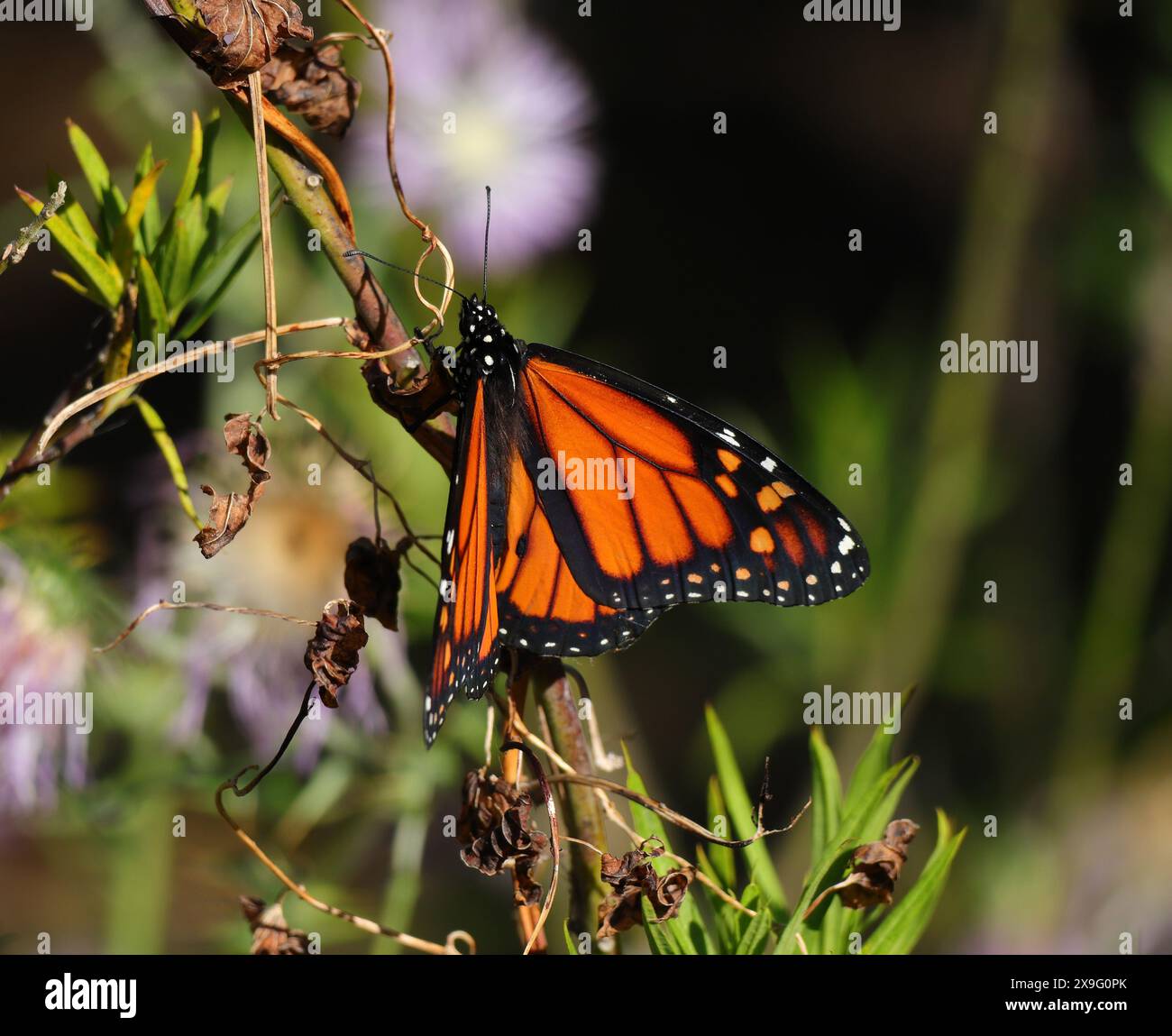 A Monarch butterfly - Danaus plexippus, feeding on African milkweed in ...