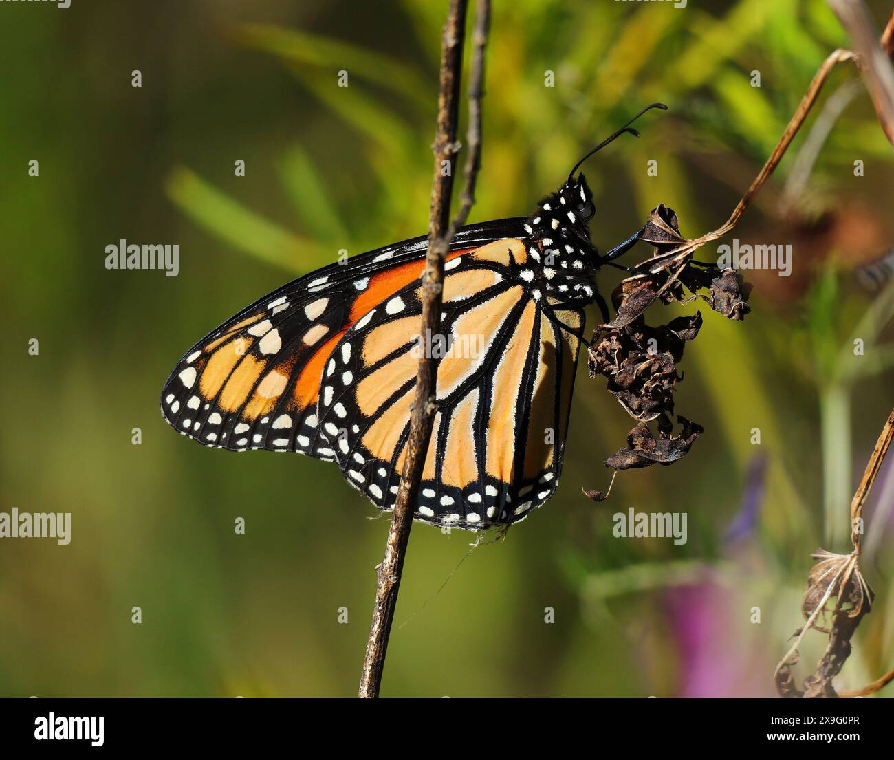 A Monarch butterfly - Danaus plexippus, feeding on African milkweed in ...