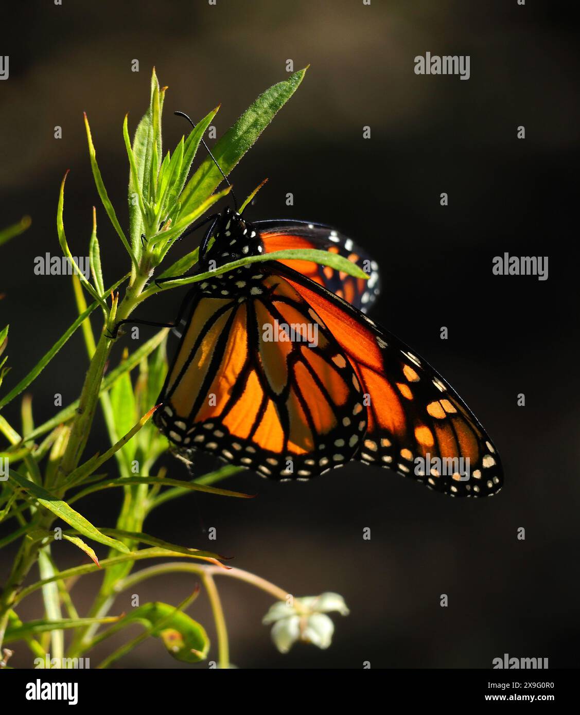 A Monarch butterfly - Danaus plexippus, feeding on African milkweed in ...