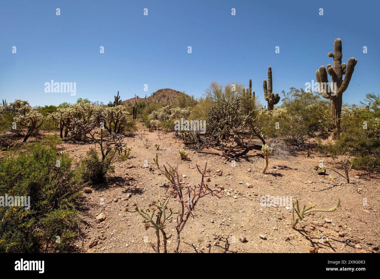 Majestic Saguaro, Saˈɣwaɾo, Carnegiea Gigantea, standing in glorious ...