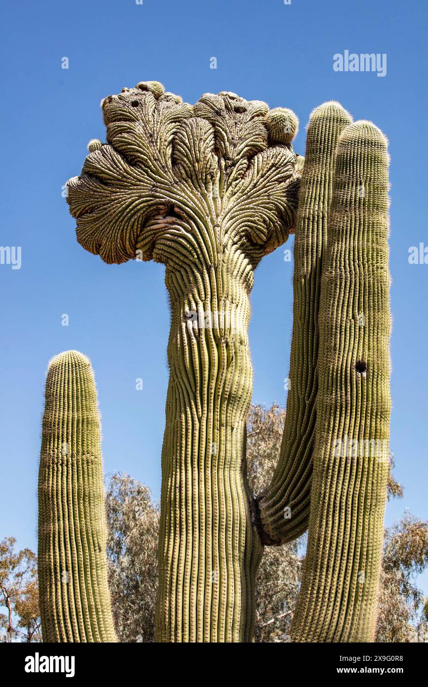Semi-close up plant portrait of Cristate saguaro cactus imagined as a ...