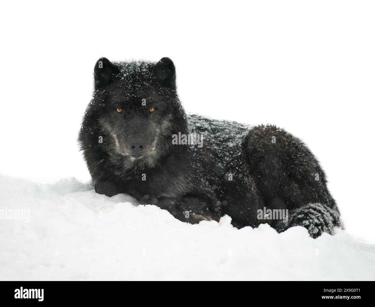 Lying on the snow Canadian black wolf isolated on white background ...