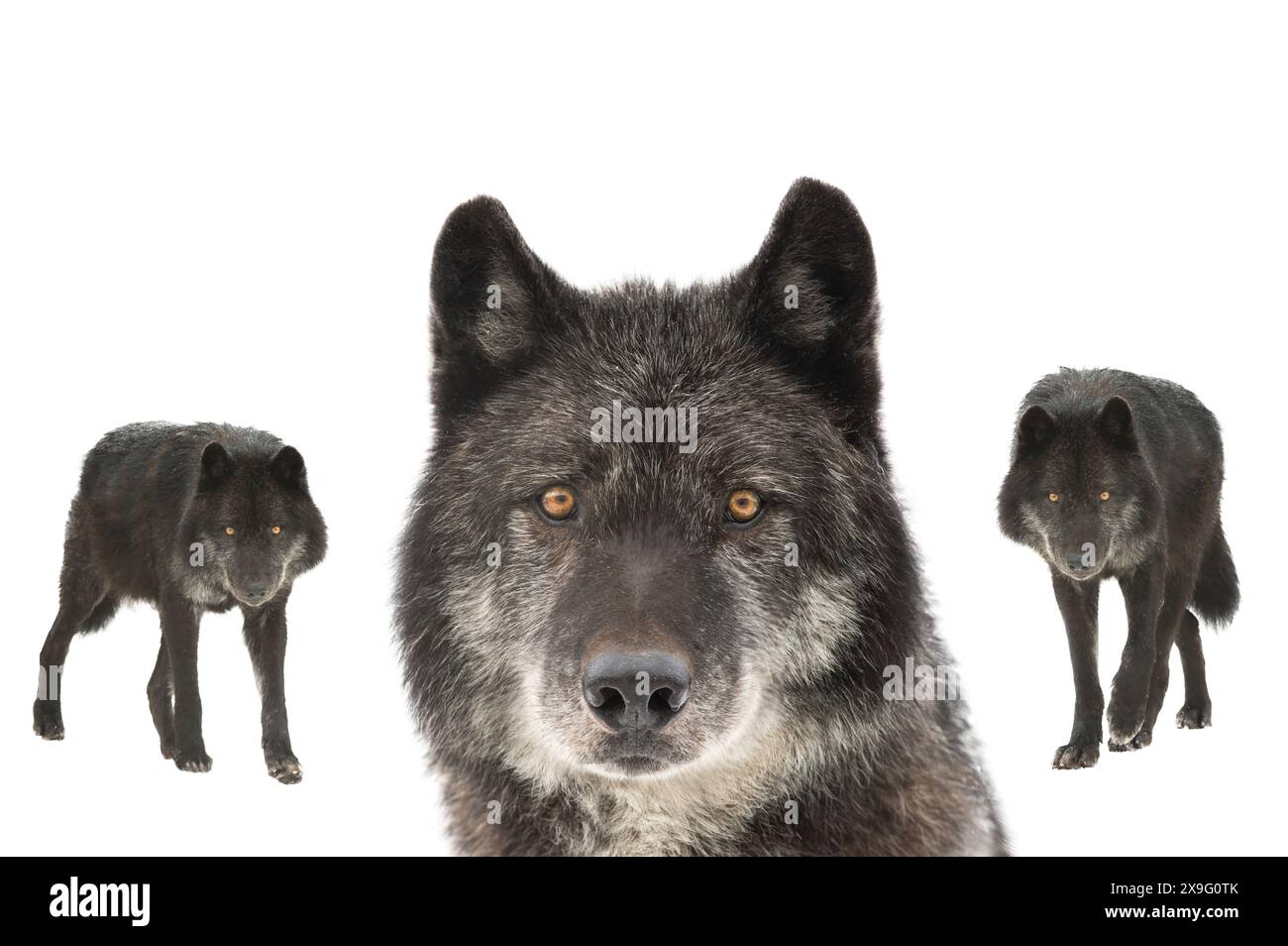 black canadian wolves isolated on white background Stock Photo - Alamy