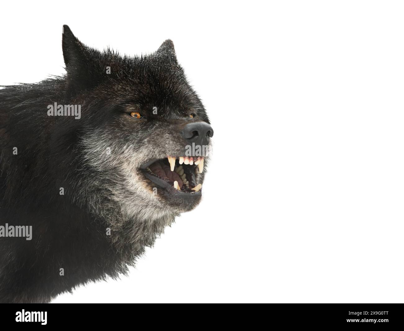Canadian growling wolf isolated on white background Stock Photo - Alamy