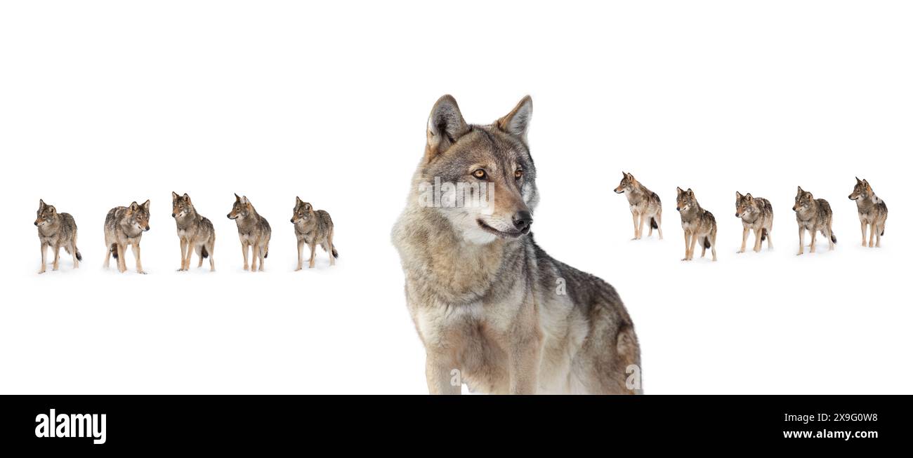 old she-wolf on the background of a pack of wolves Stock Photo - Alamy