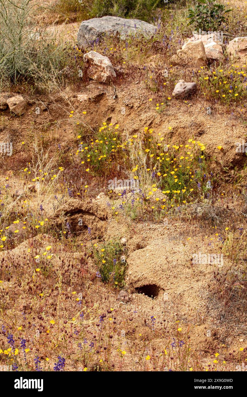 Intimate Sonoran wildflower landscape along highway 77 (Globe to Tucson ...