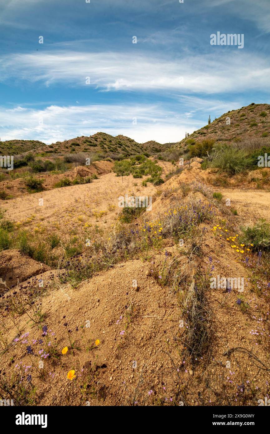 Intimate Sonoran wildflower landscape along highway 77 (Globe to Tucson ...