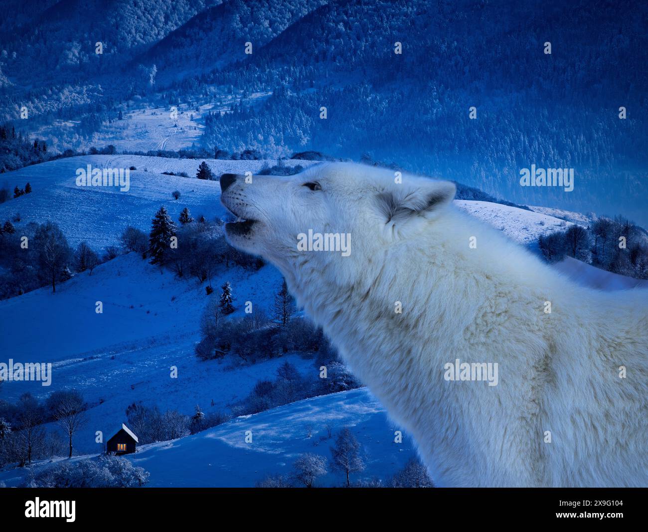howling polar wolf on the background of the village Stock Photo - Alamy