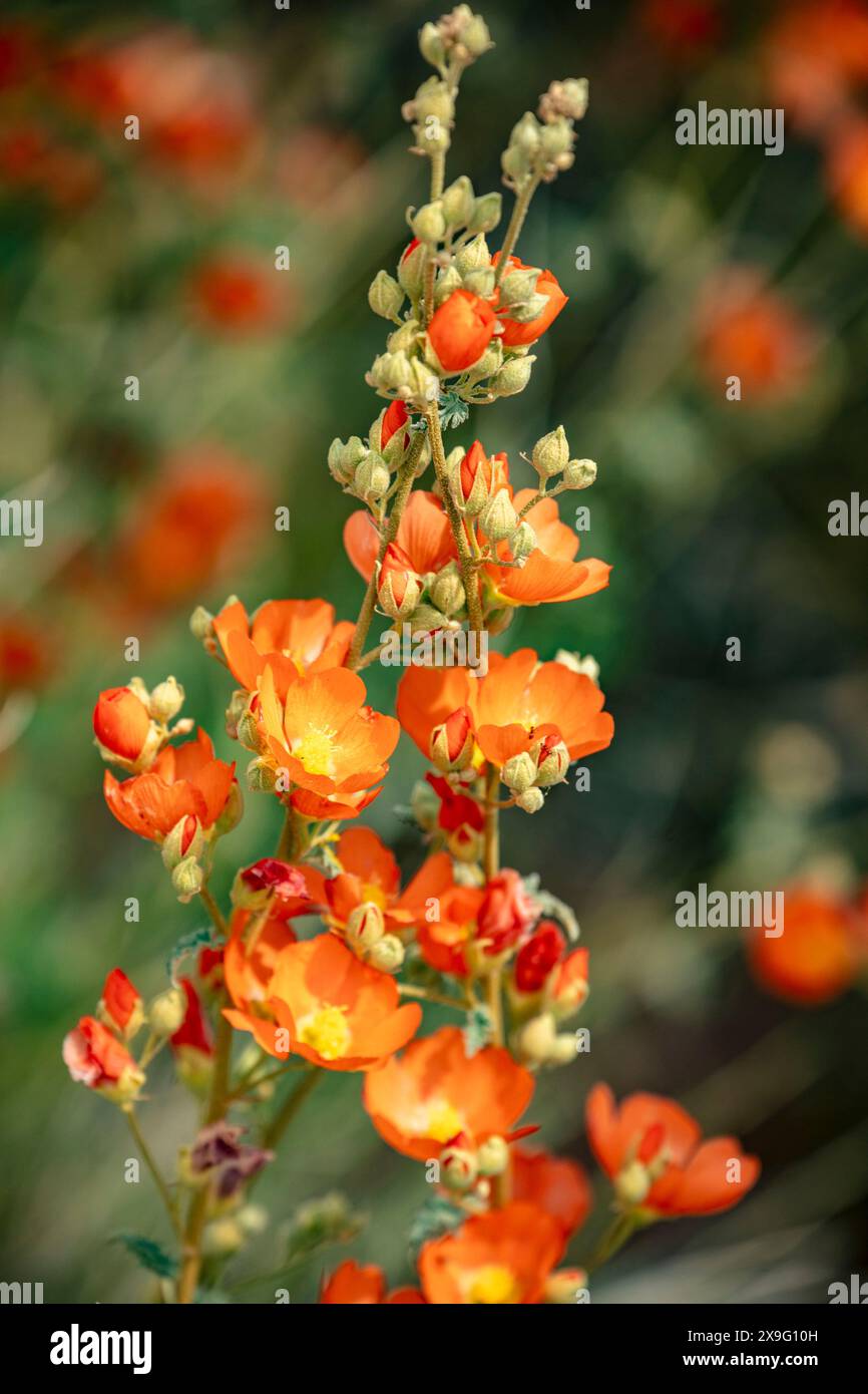 Gloriously beautiful Sphaeralcea ambigua, desert globe-mallow ...
