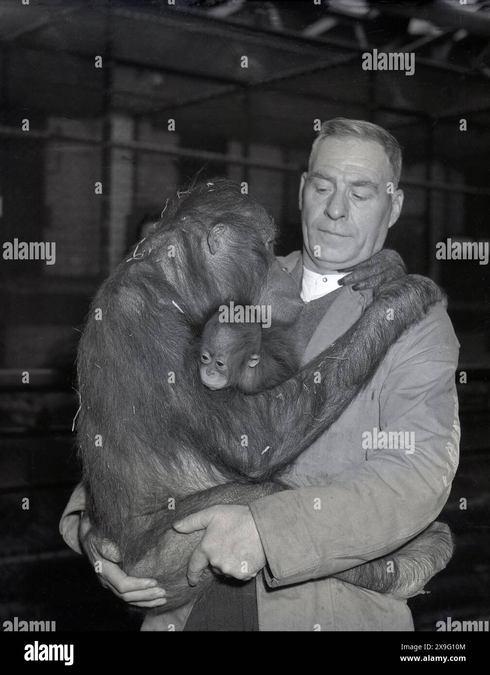 1950s, historical, a man holding a chimp and child chimp Stock Photo ...