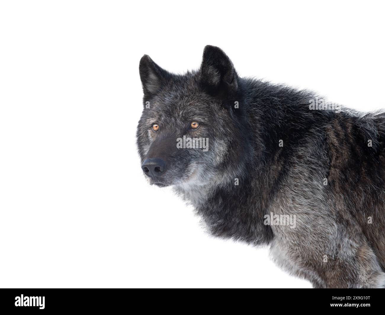 black canadian wolf isolated on white background Stock Photo - Alamy