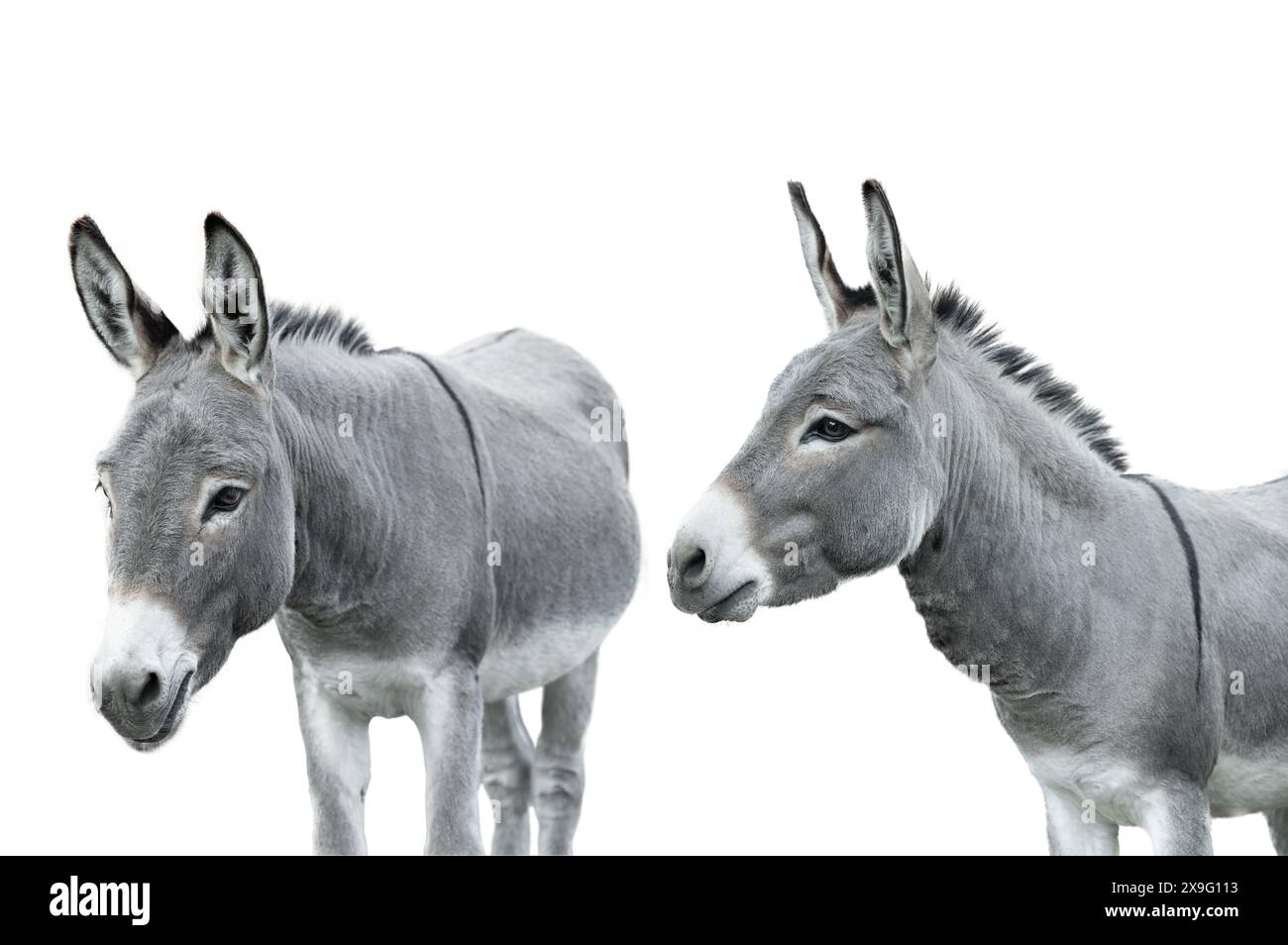 two donkey isolated on white background Stock Photo - Alamy