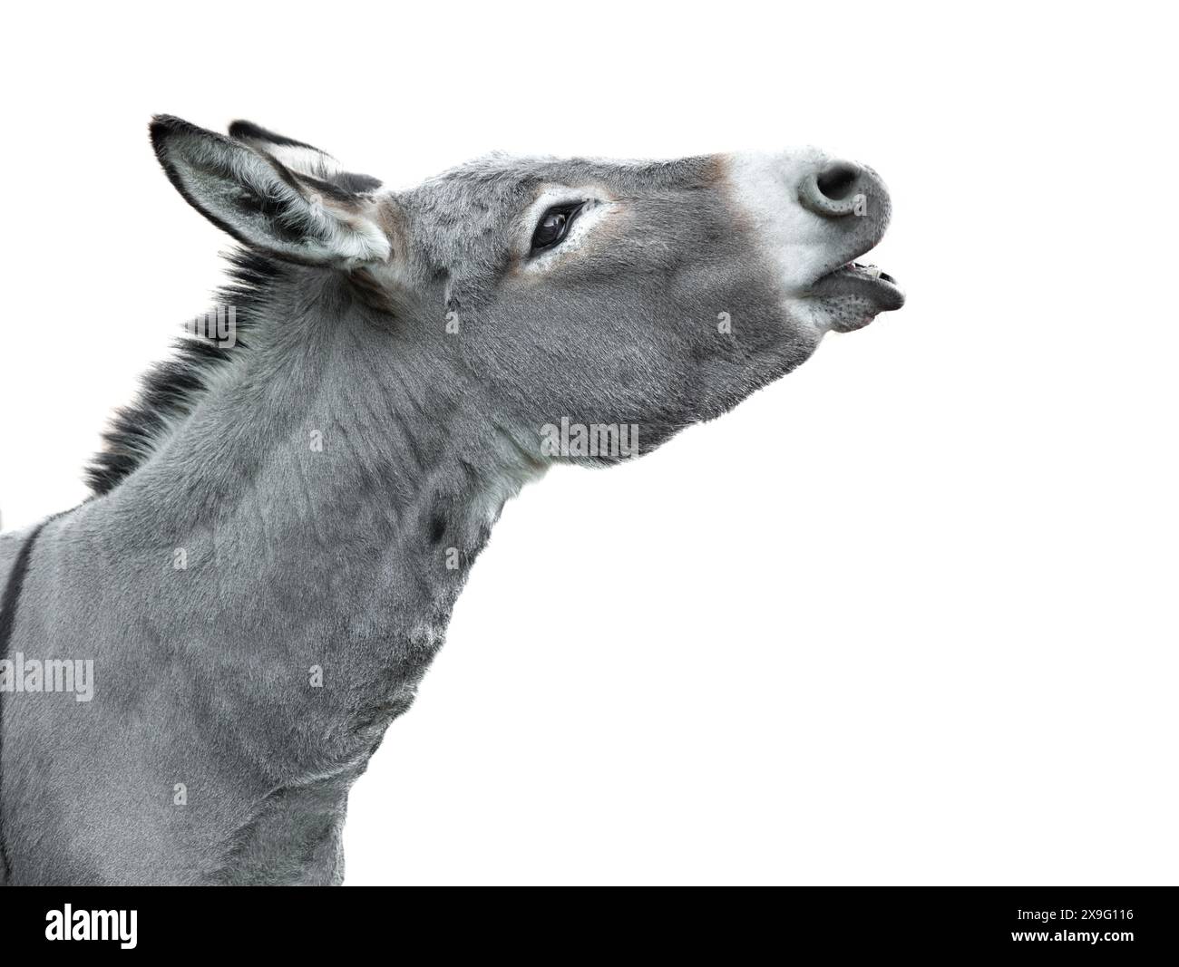 portrait of a screaming donkey isolated on white background Stock Photo ...