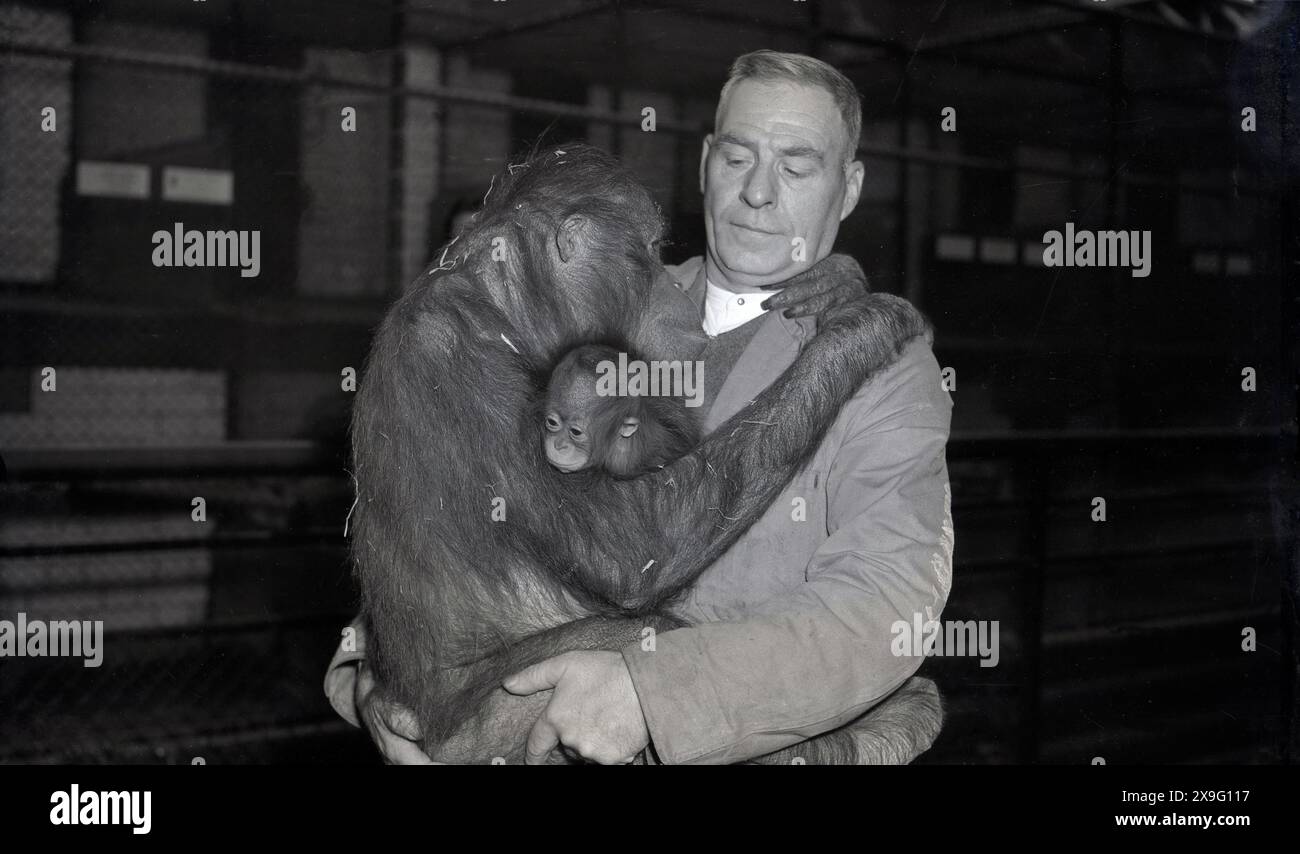 1950s, historical, a man holding chimp and a child chimp, USA Stock ...