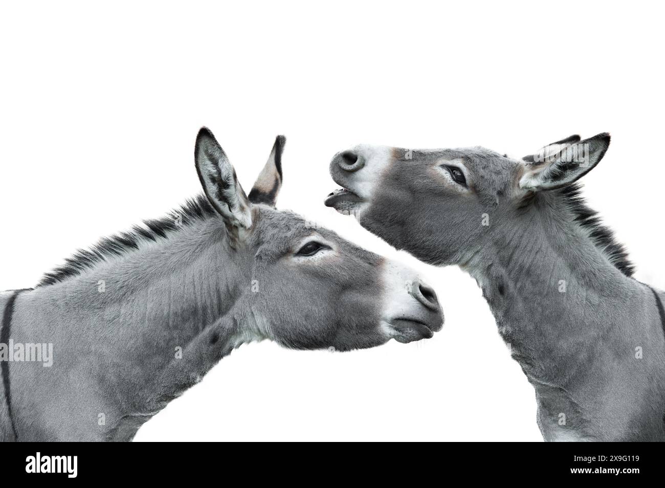 two portrait of a screaming donkey isolated on white background Stock ...