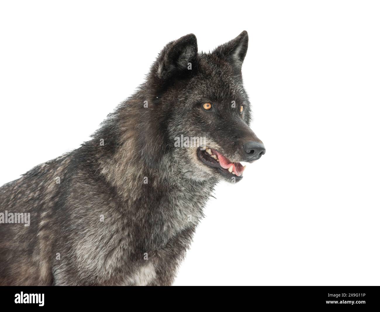 portrait of black canadian wolf isolated on white background Stock ...