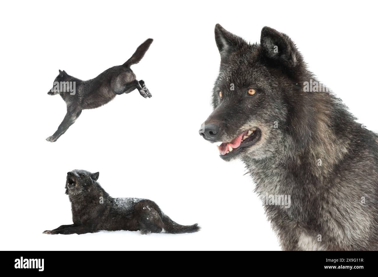 portrait of black canadian wolf isolated on white background Stock ...