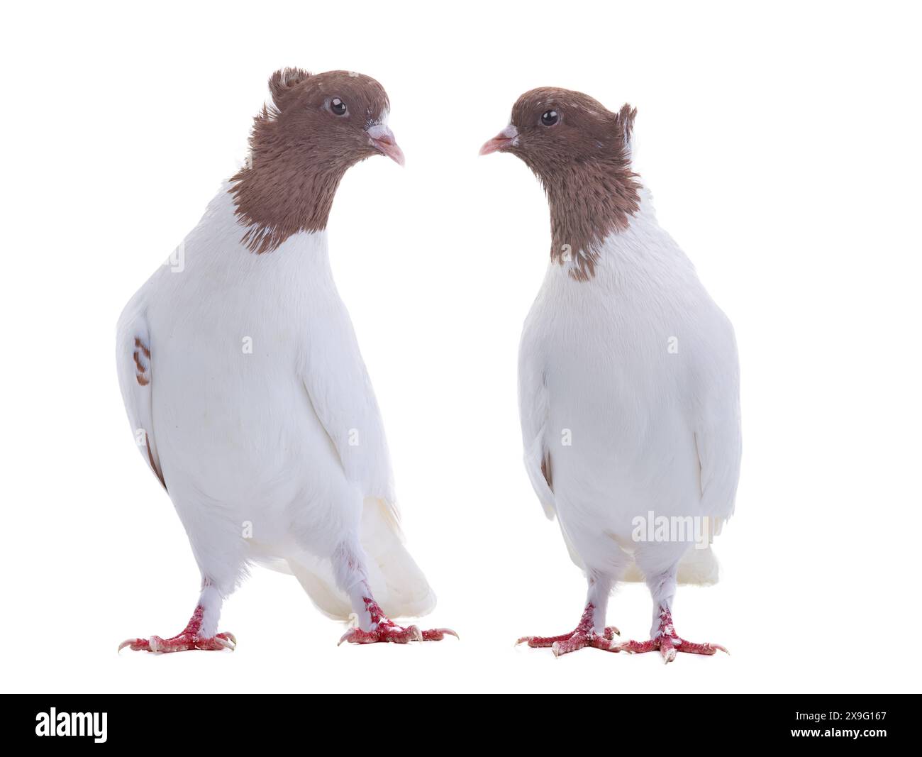 two doves isolated on white background Stock Photo - Alamy