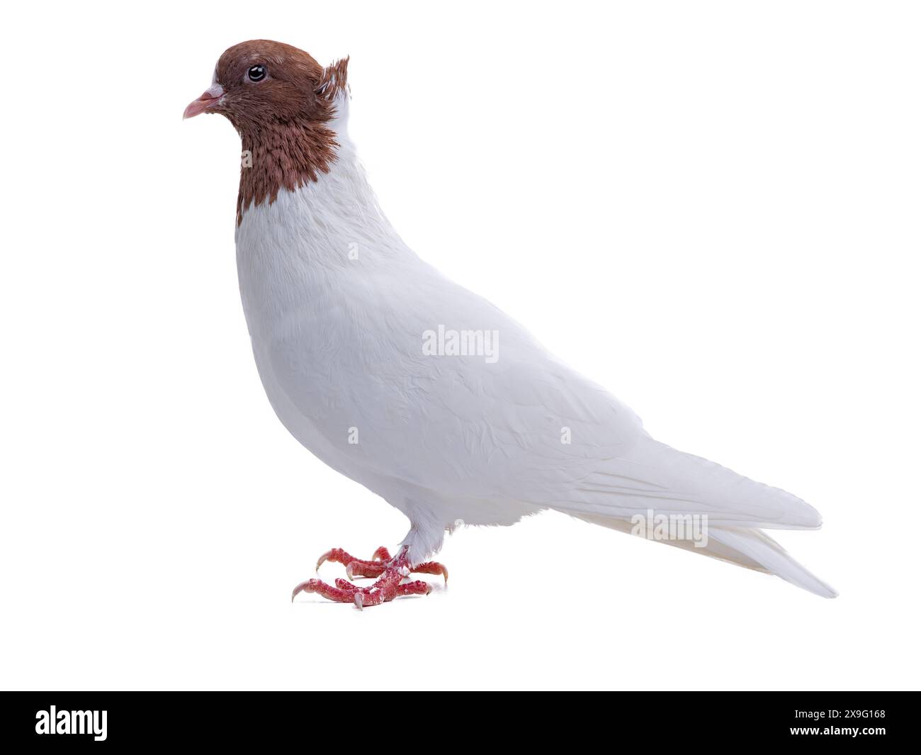 male Iranian pigeon isolated on white background Stock Photo - Alamy