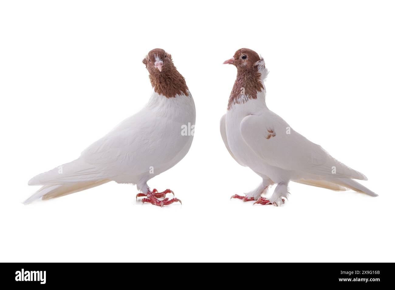 female and male Iranian pigeon isolated on white background Stock Photo ...