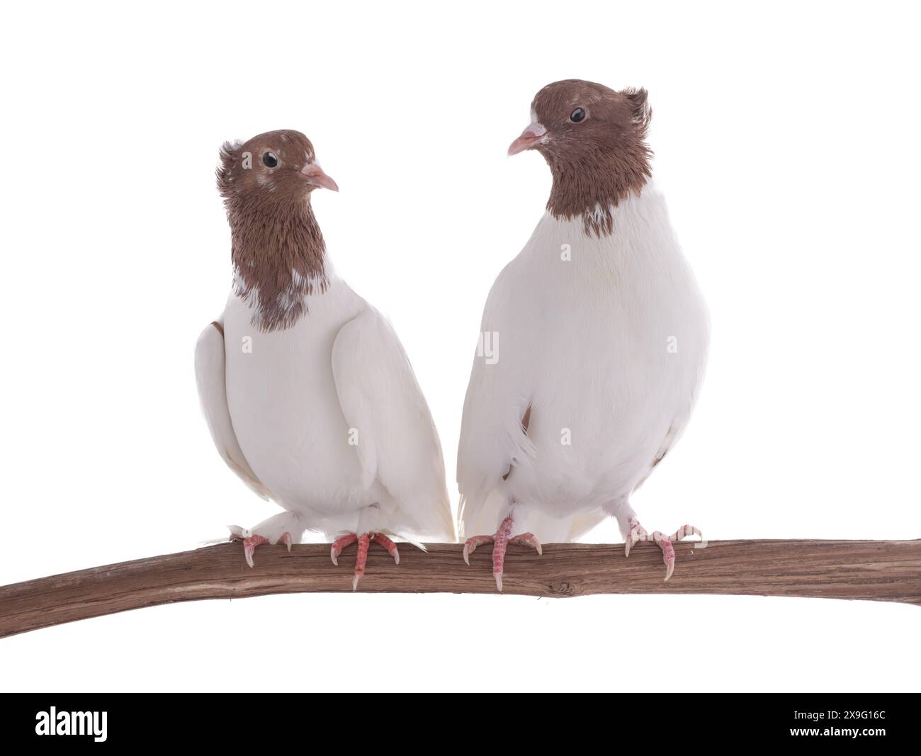 iranian pigeons sitting on a tree branch isolated on white background ...
