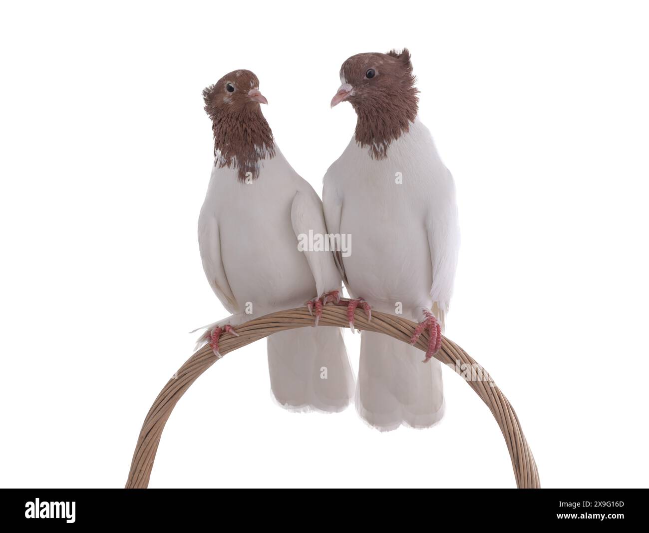 iranian pigeons sitting on bent vine isolated on white background Stock ...