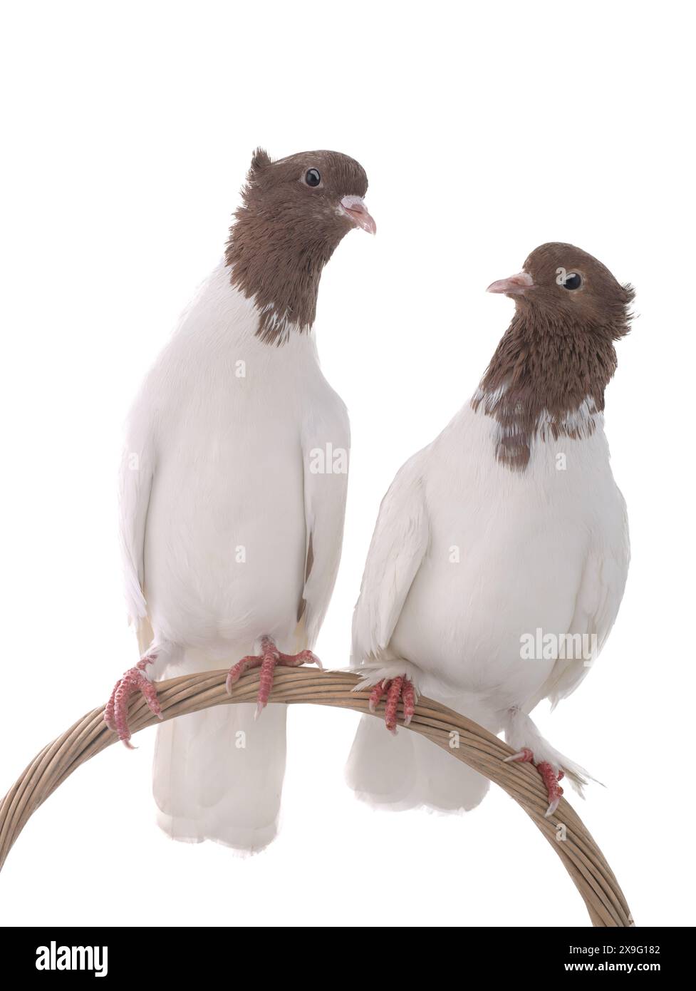 iranian pigeons sitting on bent vine isolated on white background Stock ...