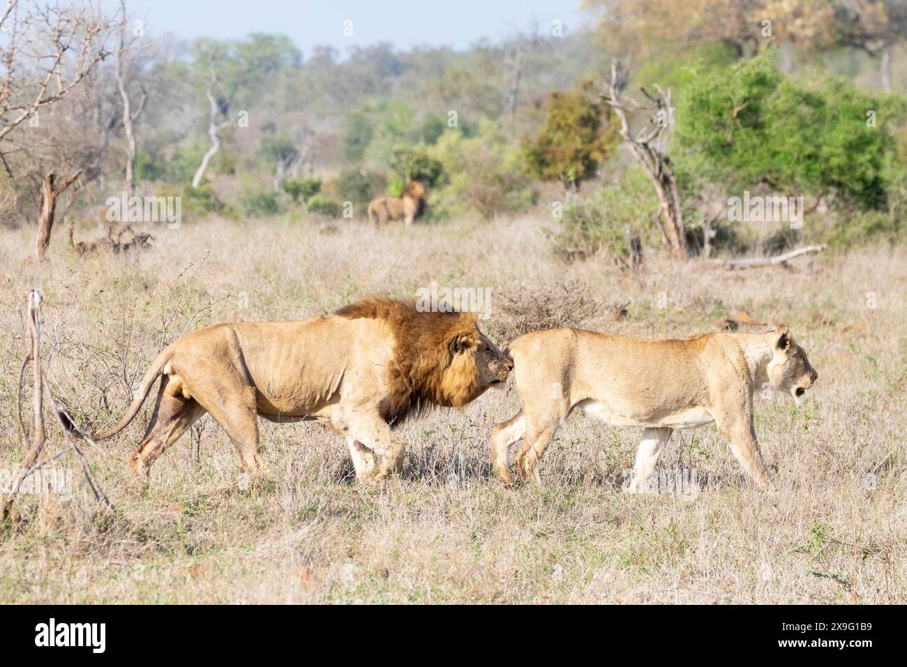 Large male African Lion (Panthera leo) following a lioness through ...