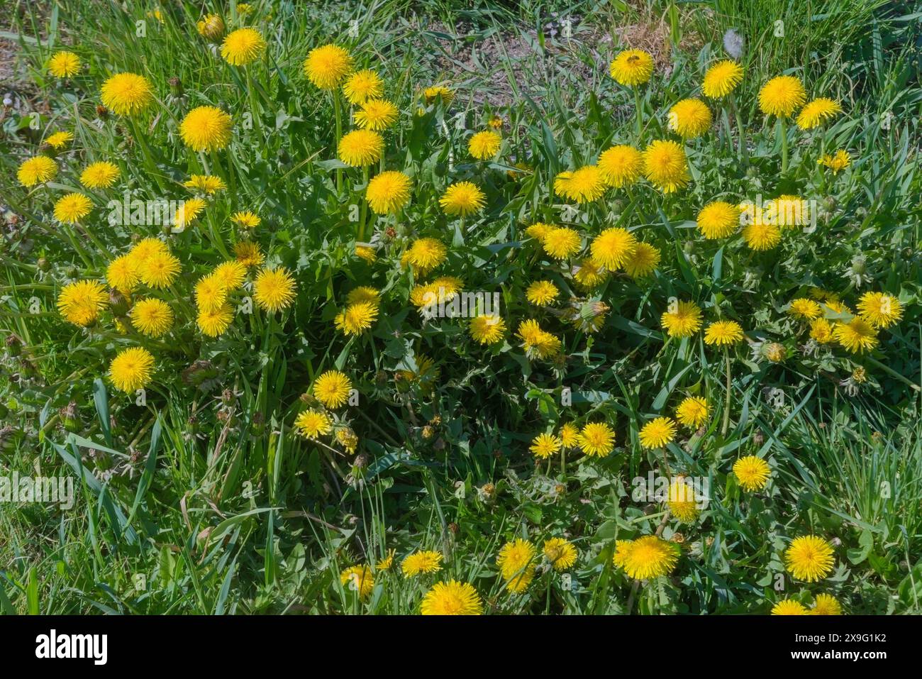 Field of yellow dandelions. Summer field of dandelions. Taraxacum ...