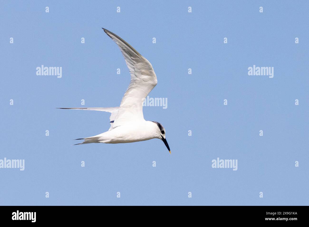 Sandwich Tern (Thalasseus sandvicensis) flying, in flight, Bird Island ...