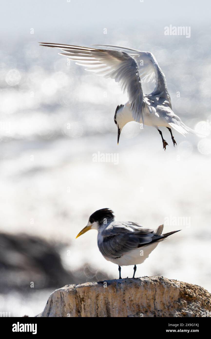 Sandwich Tern (Thalasseus sandvicensis). coming in to land above a ...