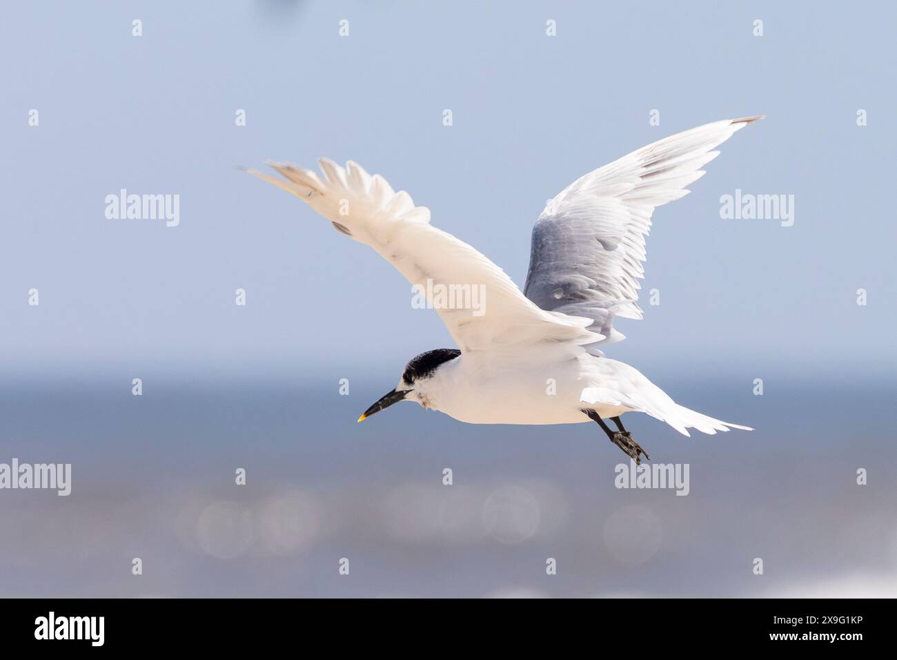 Sandwich Tern (Thalasseus sandvicensis) flying, in flight, Bird Island ...