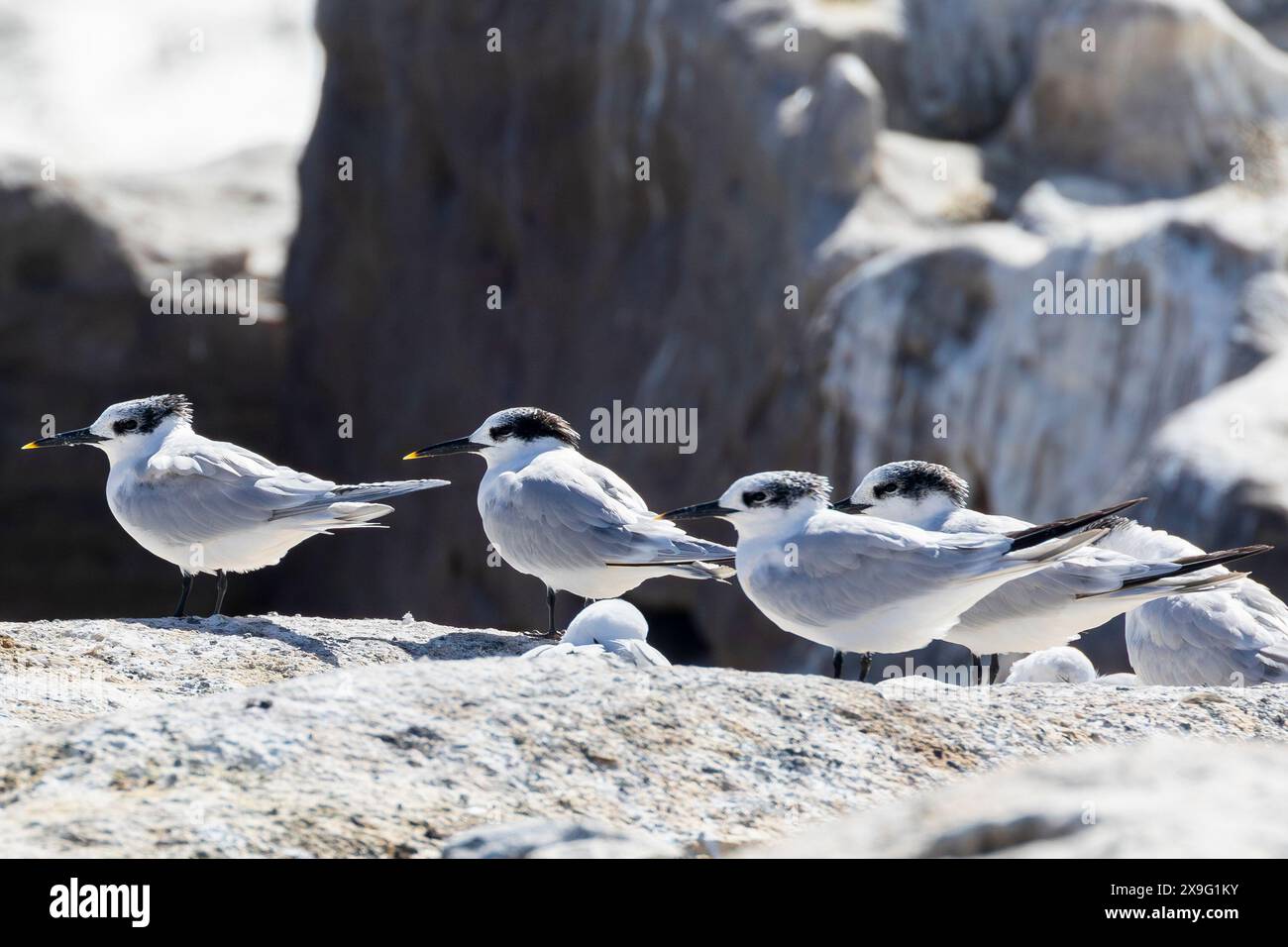 Sandwich Terns (Thalasseus sandvicensis) at the tern roost, Bird Island ...