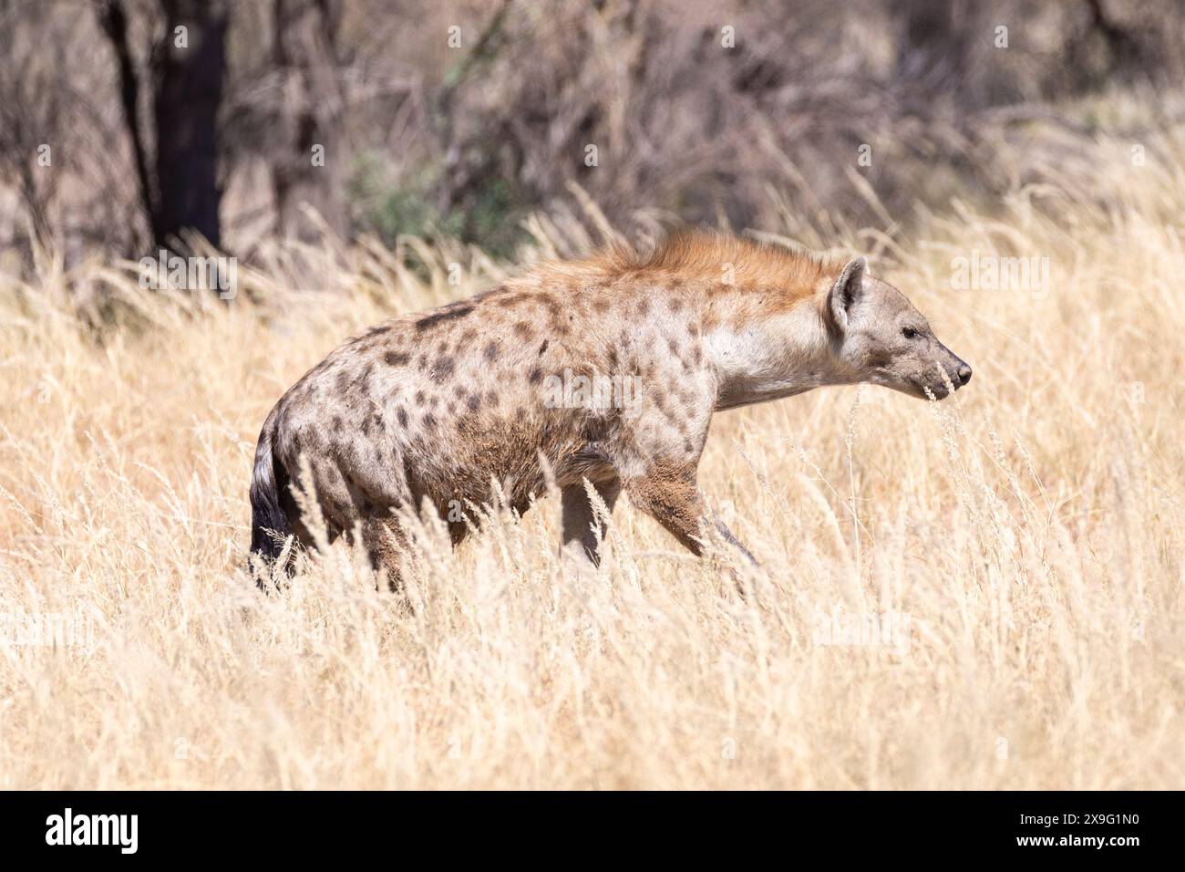 Spotted Hyena (Crocuta crocuta) alpha female hunting in grassland ...