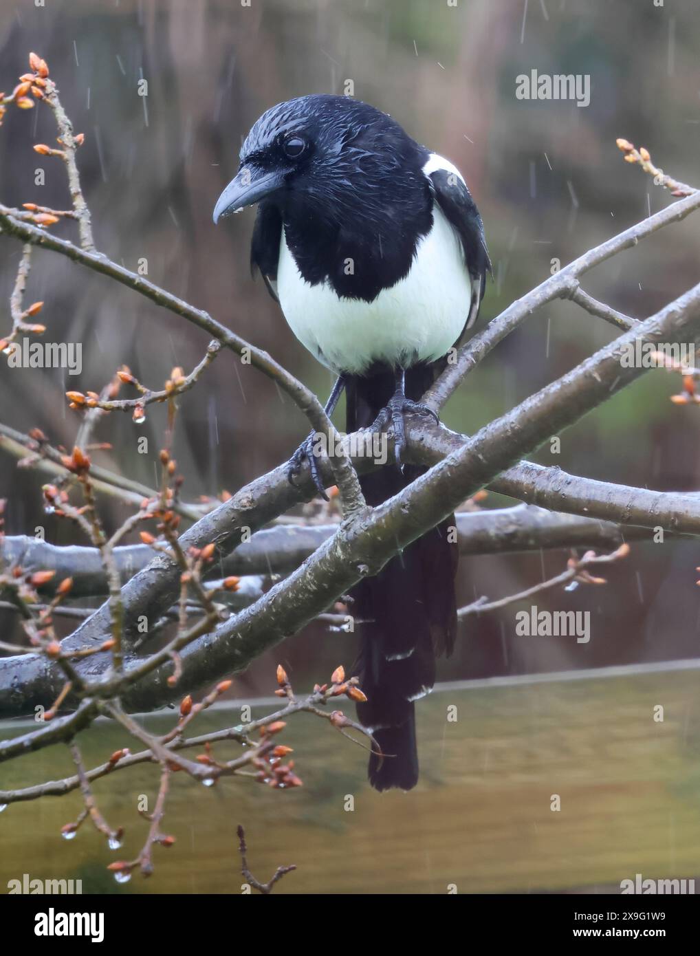 A Magpie (Pica pica) in an Oak Tree in the Cotswold Hills Stock Photo ...
