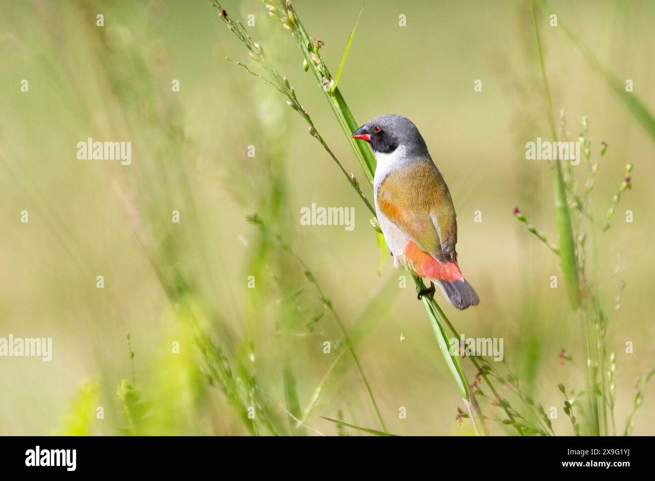 Swee Waxbill male (Coccopygia melanotis) foragibg for grass seeds ...