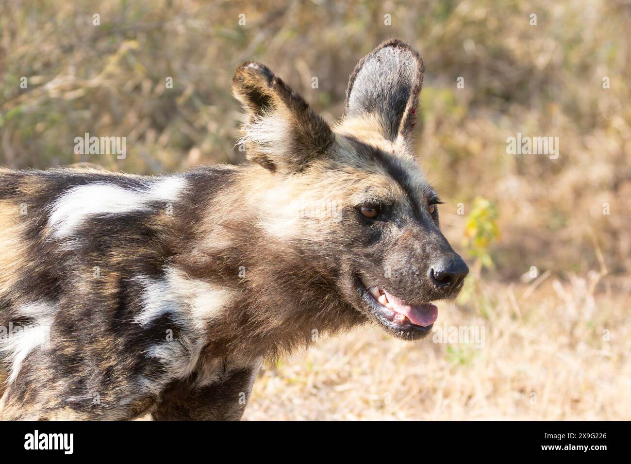 Closeup headshot african wild dog hi-res stock photography and images ...