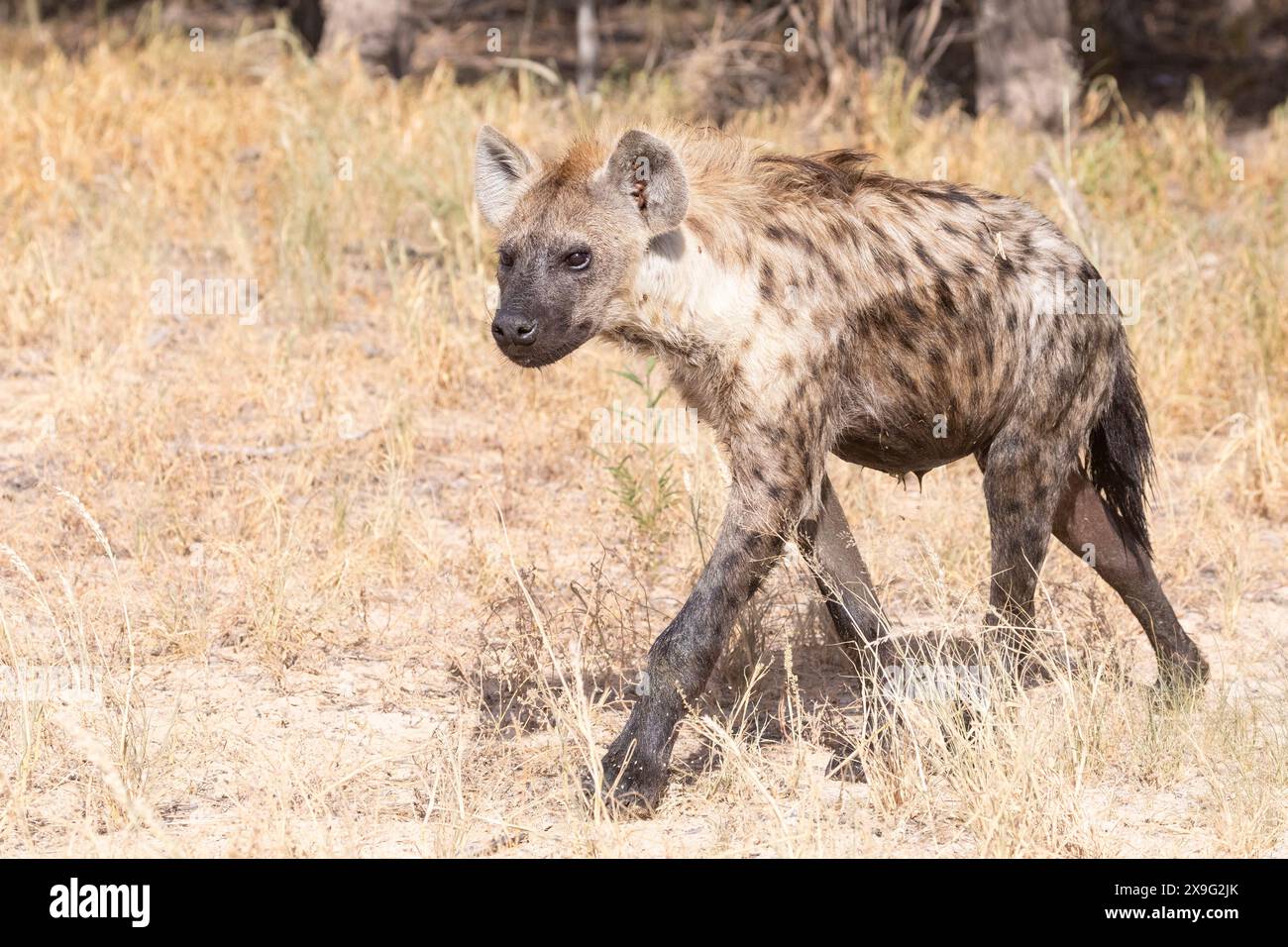 Spotted Hyena or Laughing Hyena (Crocuta crocuta) alpha male, Kgalagadi Transfrontier Park ...
