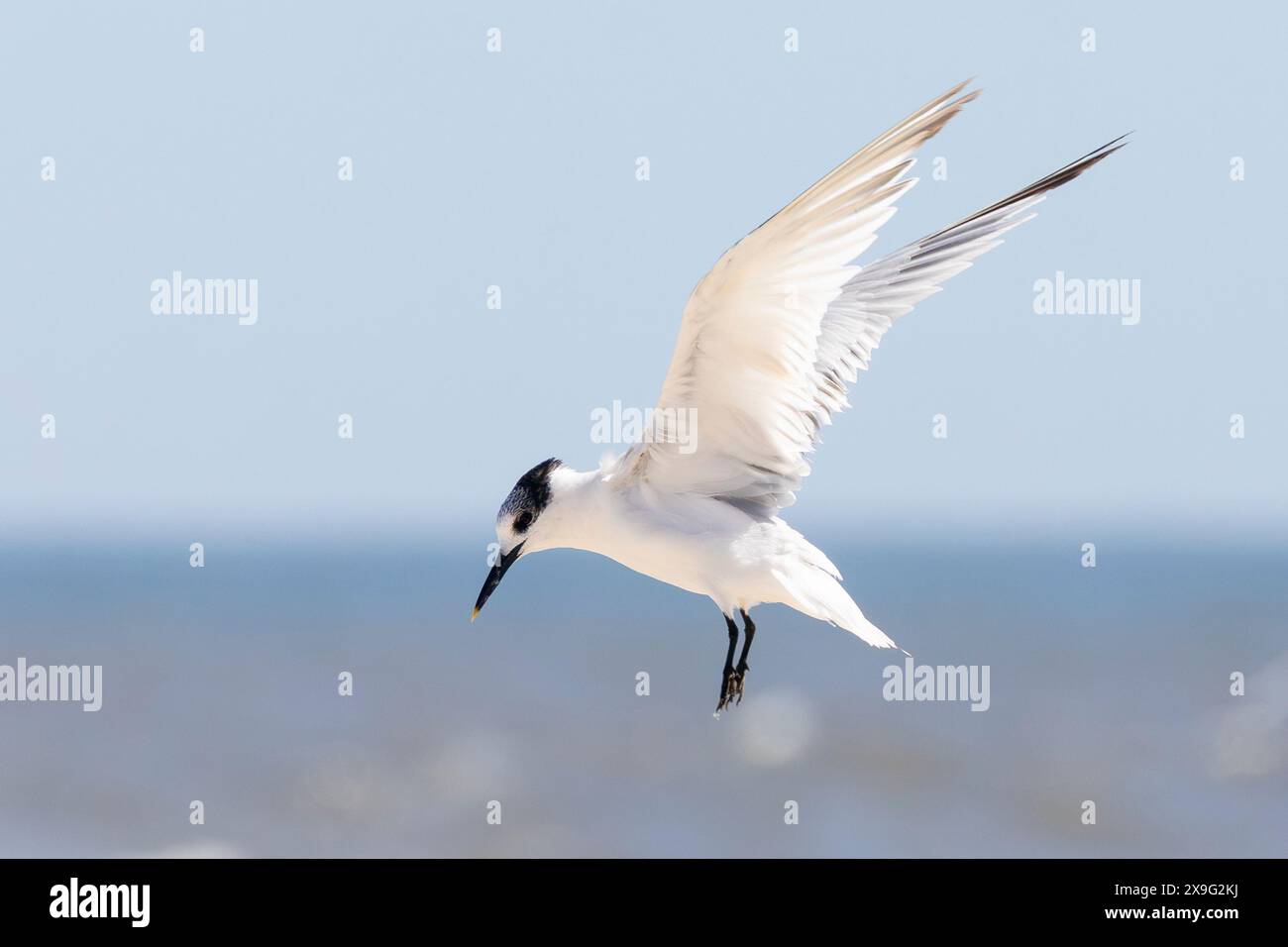 Sandwich Tern (Thalasseus sandvicensis) flying, in flight, Bird Island ...