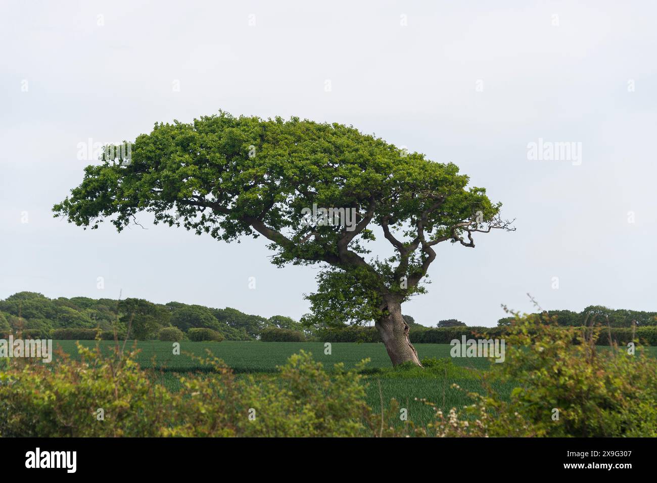 Bent grass field in hi-res stock photography and images - Alamy