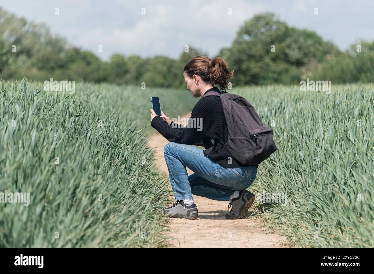 mid adult woman taking photographs on her smartphone of crops growing ...