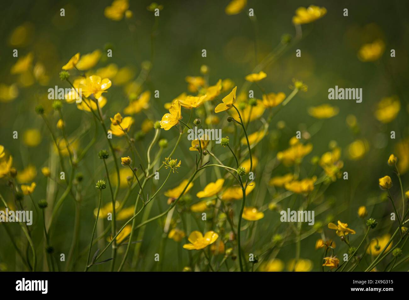 Wild buttercup flowers growing in a field, close up Stock Photo - Alamy