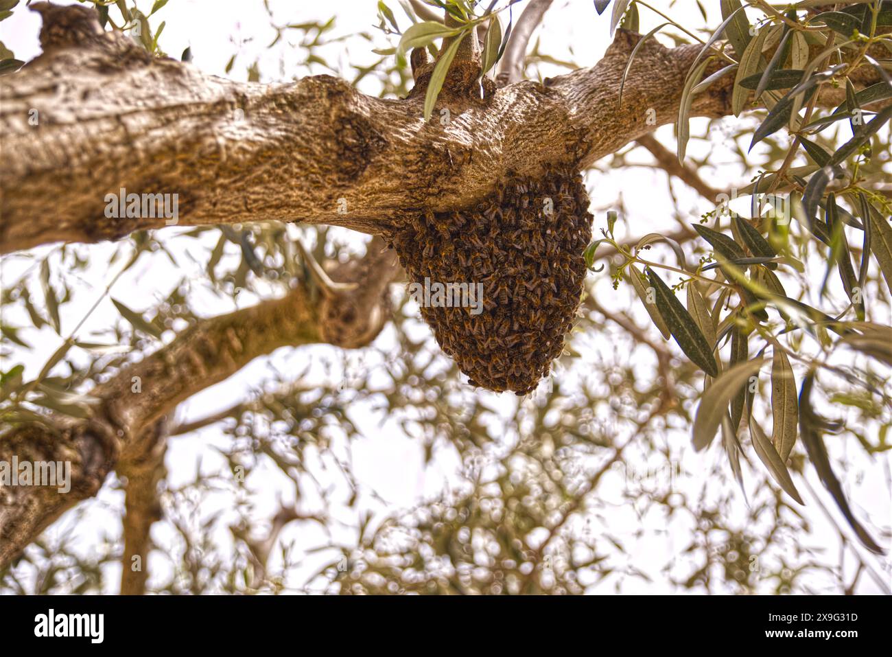 New bee swarm has escaped from the hive and sat on a green tree in a ...